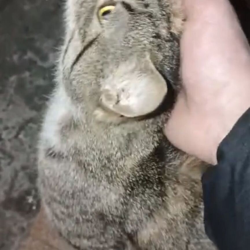 Кошечку выставили на мороз