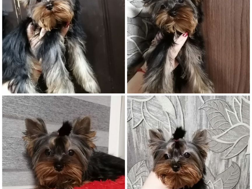 Мальчик Йоркширский терьер