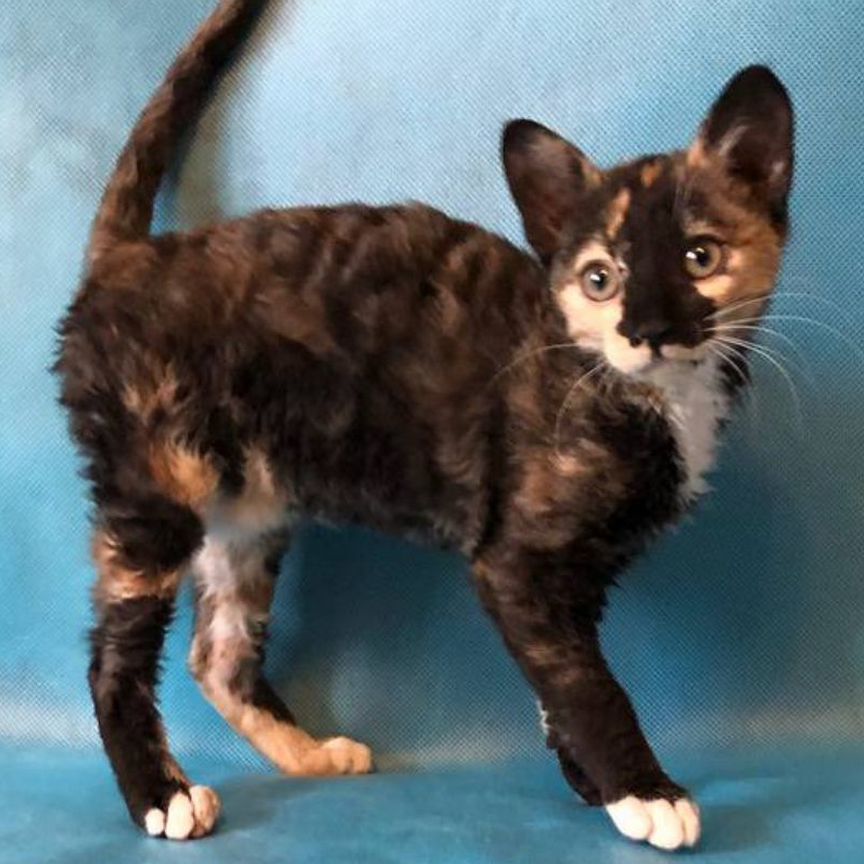 Уральский рекс котёнок