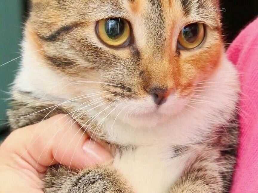 Некрасивая кошка ищет дом и семью. В добрые руки