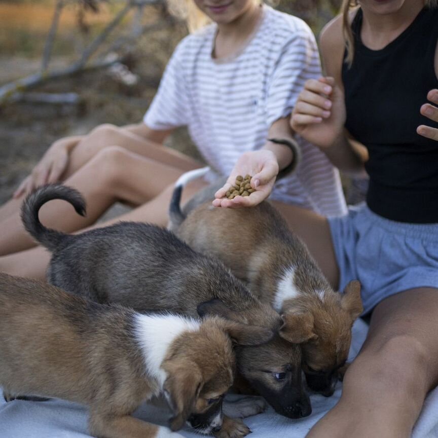 Щенок в добрые руки бесплатно