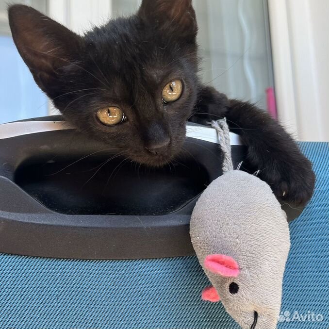 Котята в добрые руки. Черный котенок ищет дом