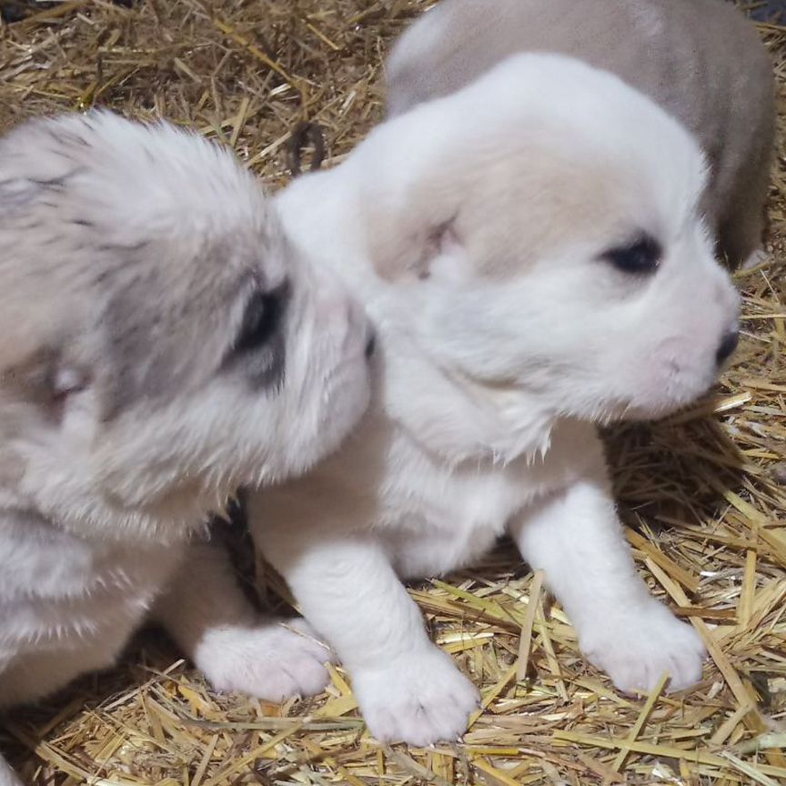 Среднеазиатская овчарка, щенок