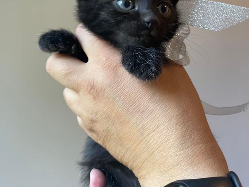 Котенок Бонечка