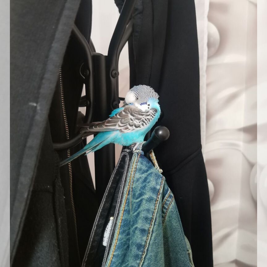 Волнистый попугай