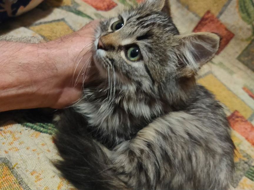 Котенок в добрые руки