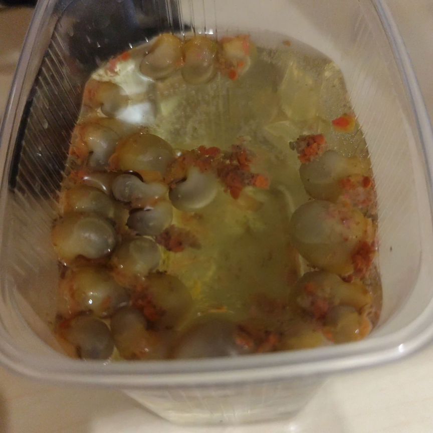 Ампулярия голубая