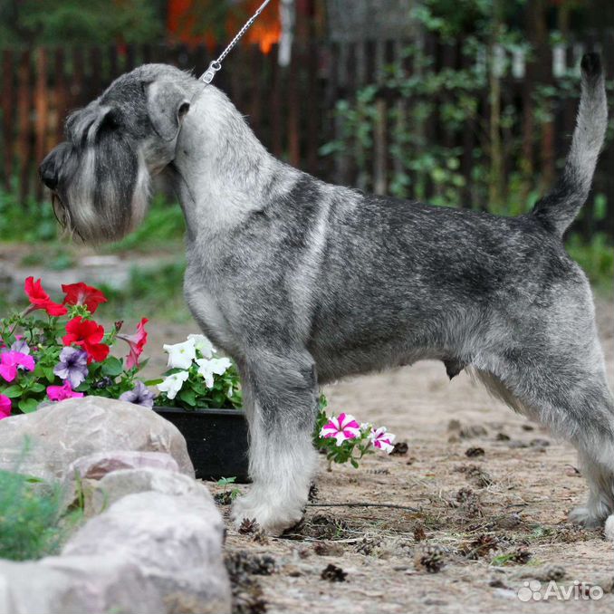 Щенки миттельшнауцера