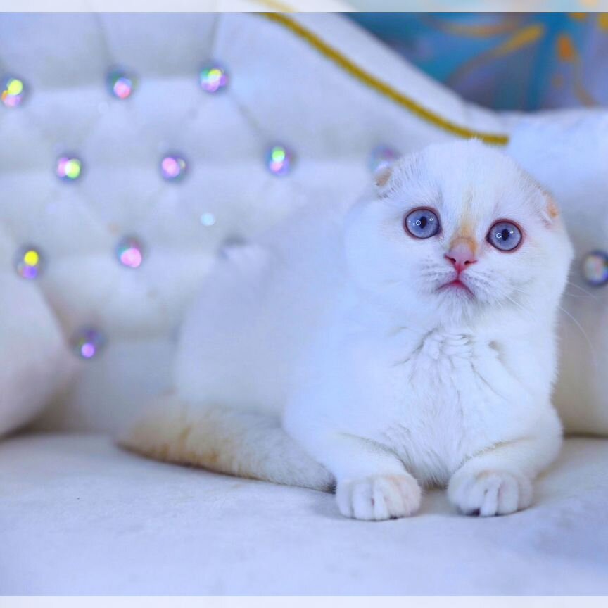 Шотландский вислоухий короткошёрстный котёнок