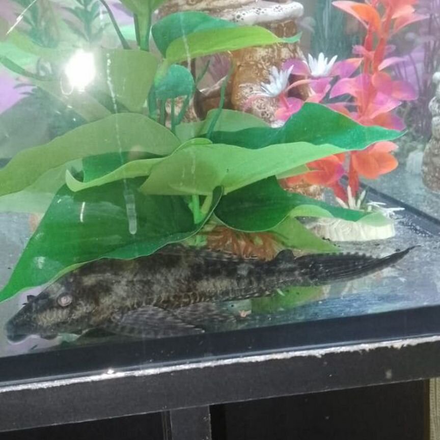 Парчовый сом