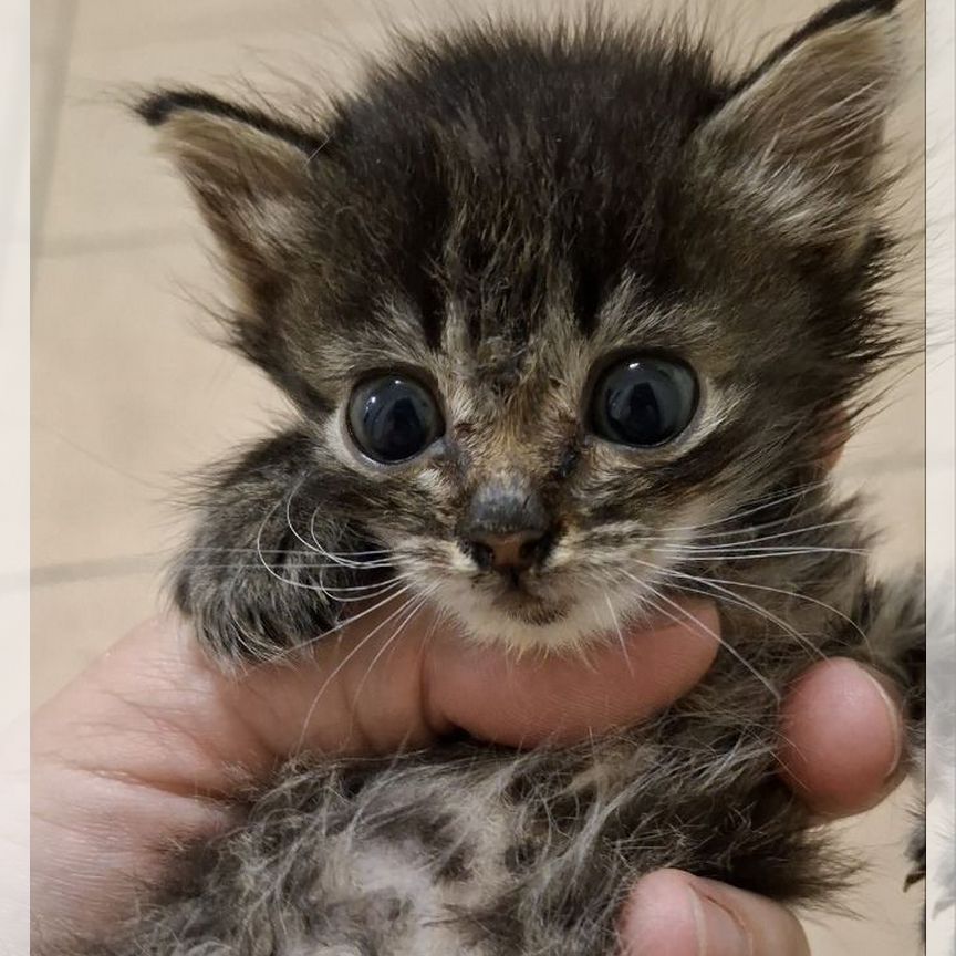 Котёнок в добрые руки