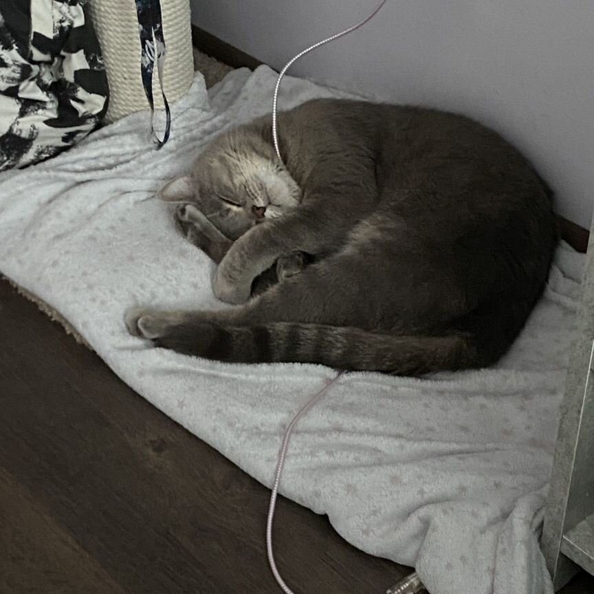 Кот британский 1,5 года