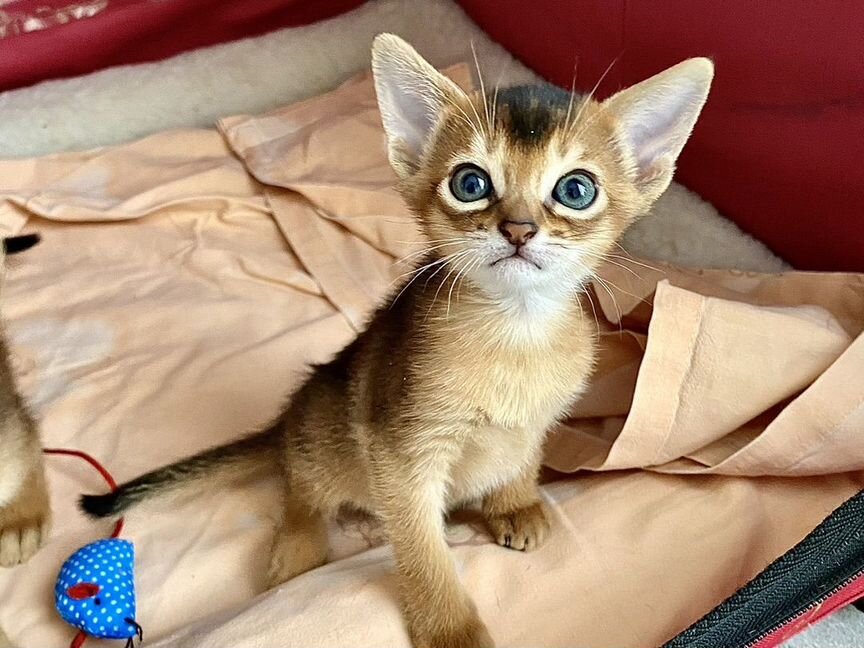 Абиссинские чистокровные котята
