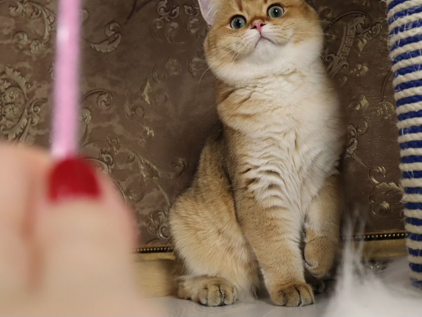 Британские котята золотая шиншилла