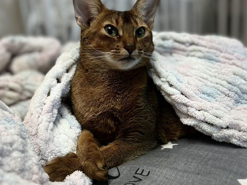 Отдам в добрые руки Абиссинскую кошку