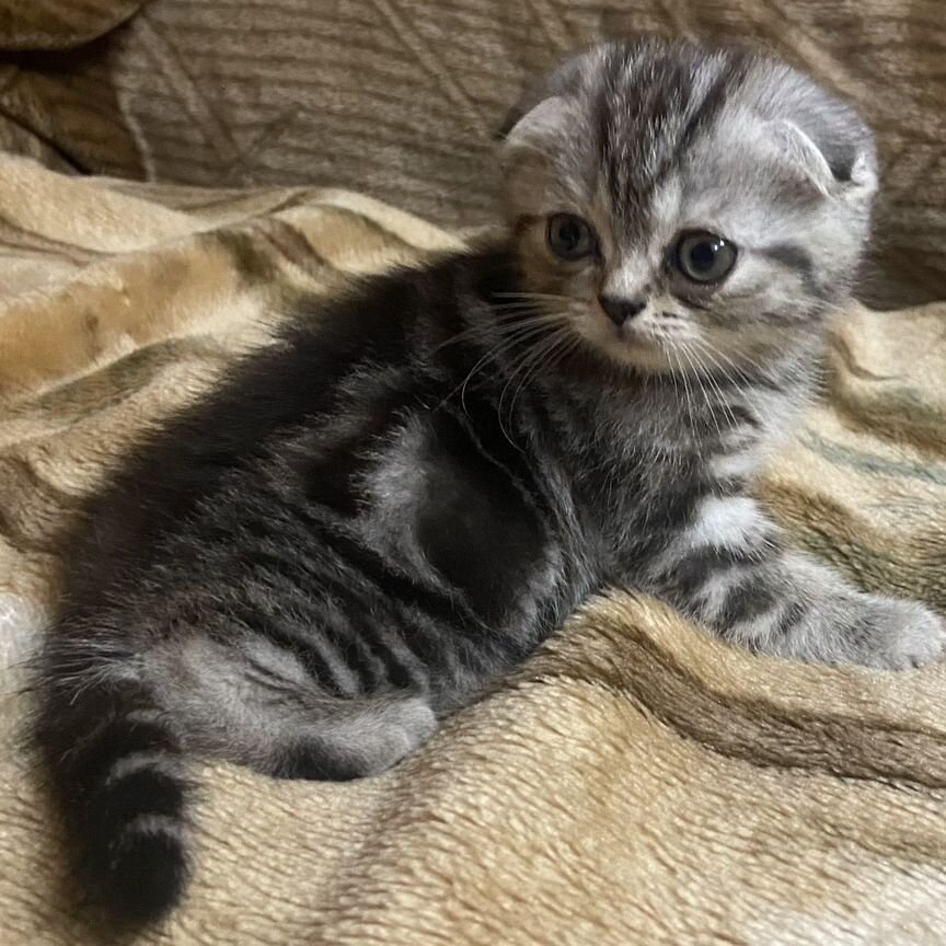 Шотландские вислоухие котята