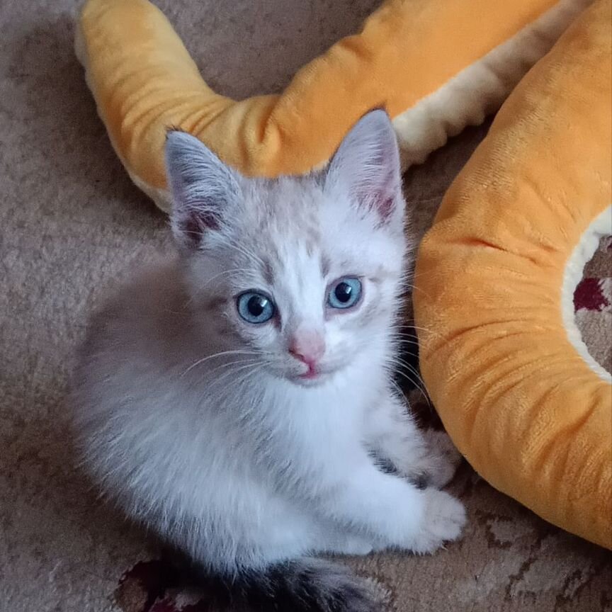 Котенок с лотком и миской