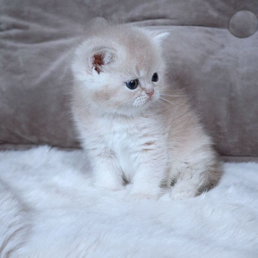 Британские котята