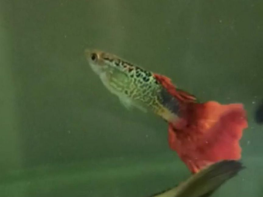 Аквариумные рыбки