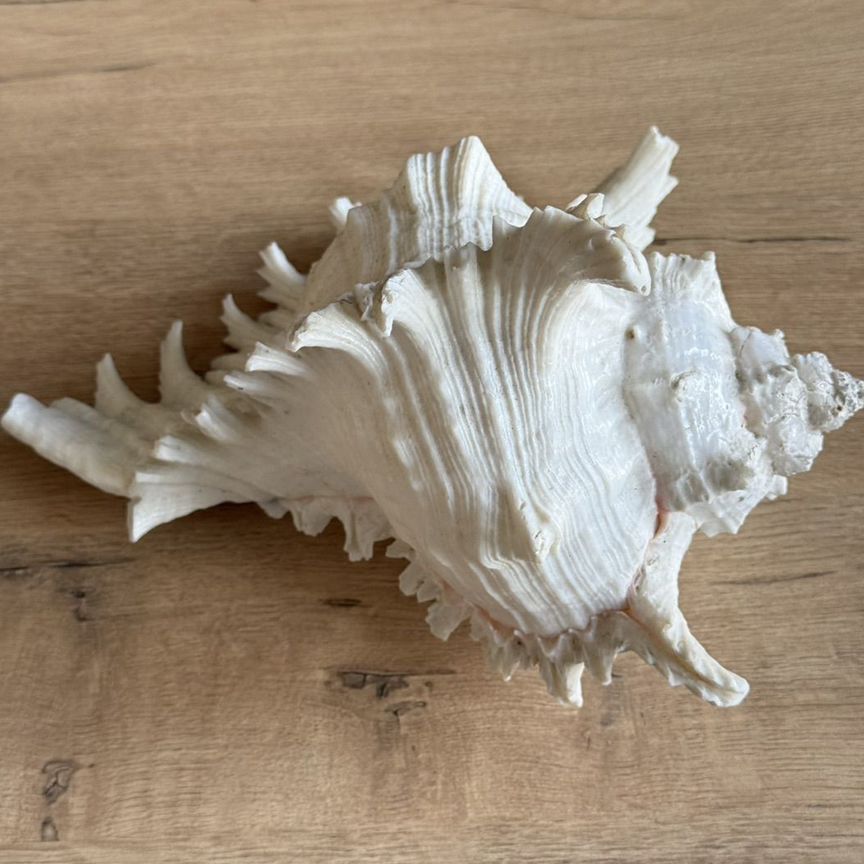 Ракушка морская большая