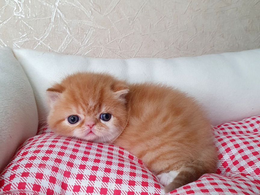 Маленький Босс