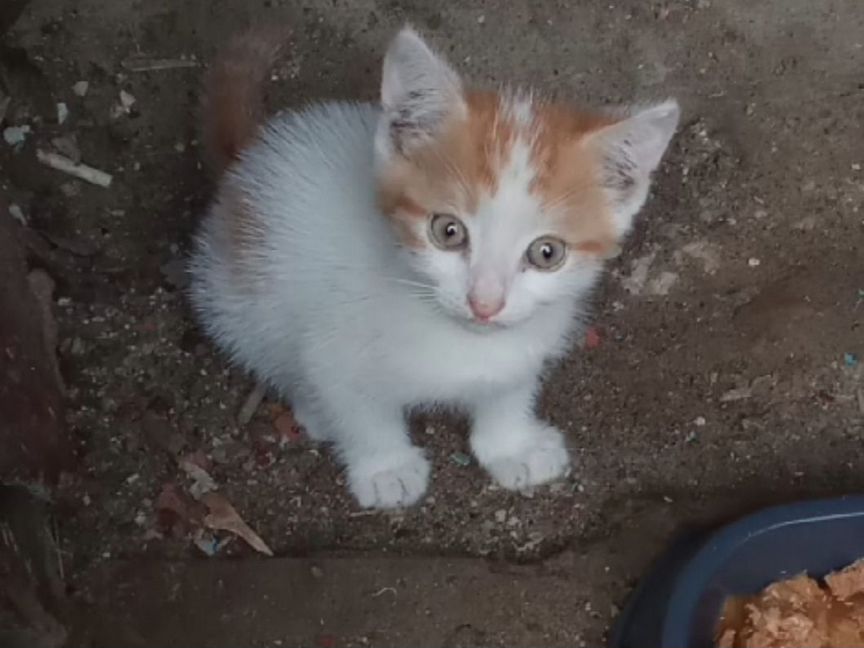 Котёнок выживает на улице.Подарите ему дом