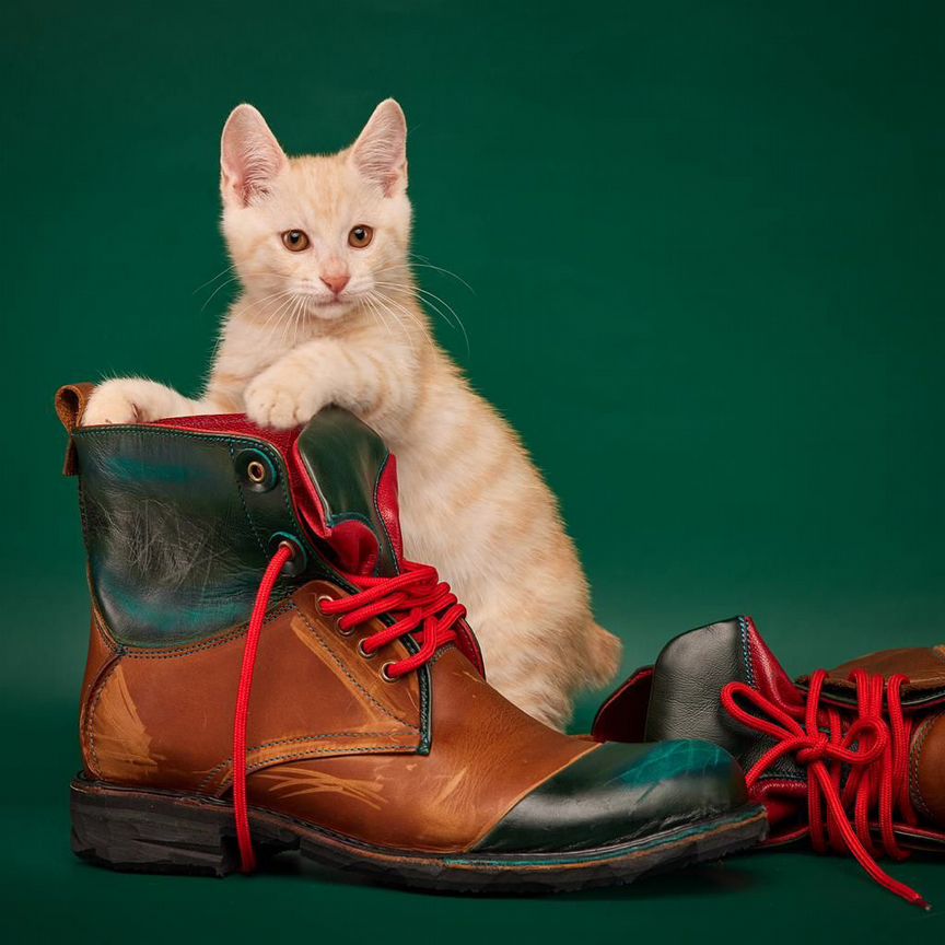 Ландыш. Котёнок. Курильский бобтейл