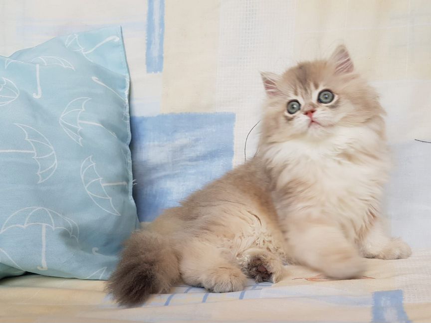 Золотая голубая шиншилла