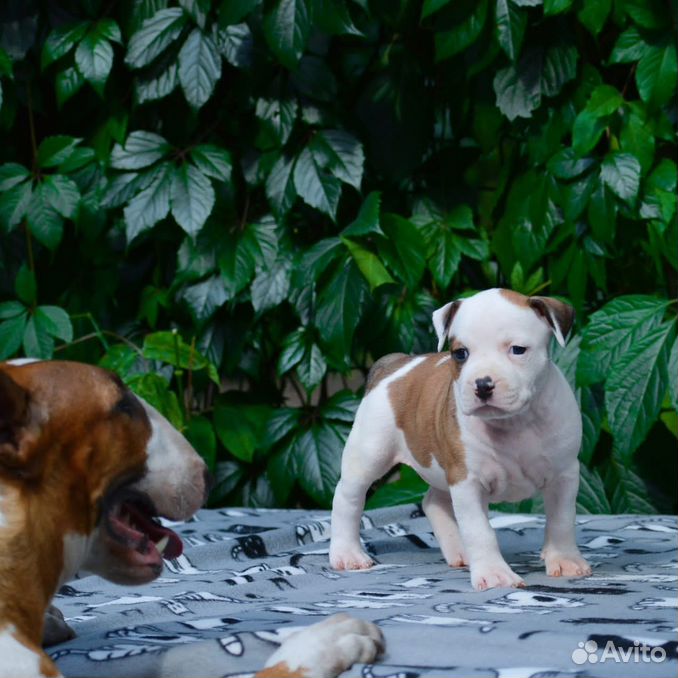 Рыжая девочка амстафф