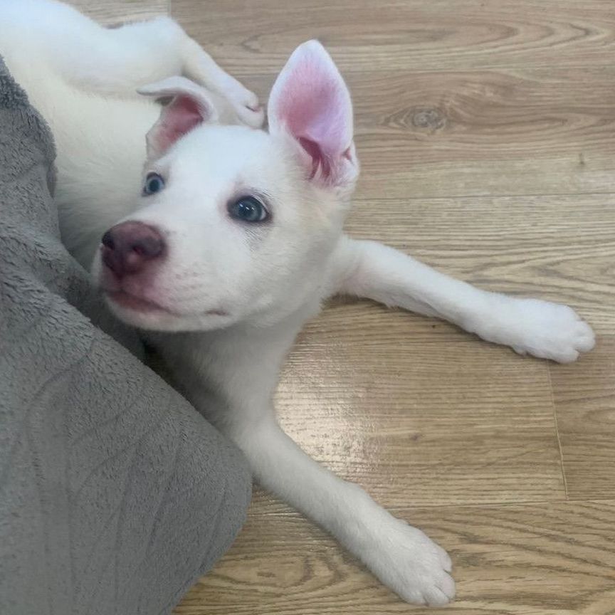 Щенок в добрые руки