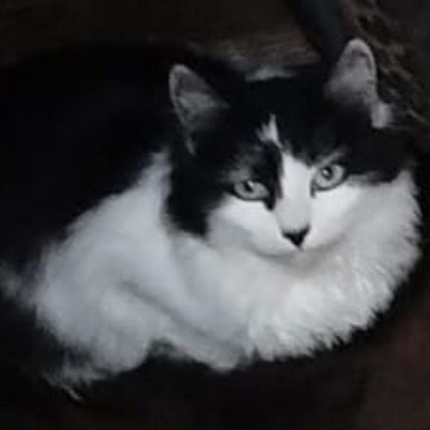 Котя в яблоках