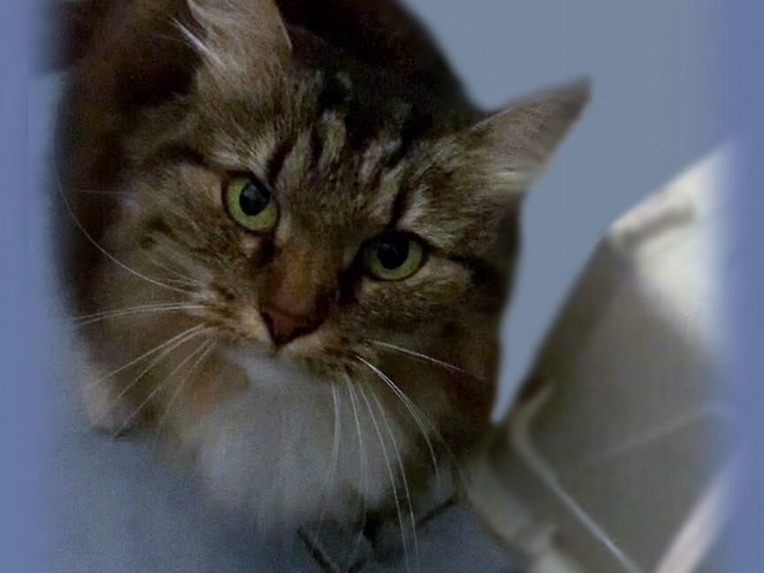 Катюша ищет дом