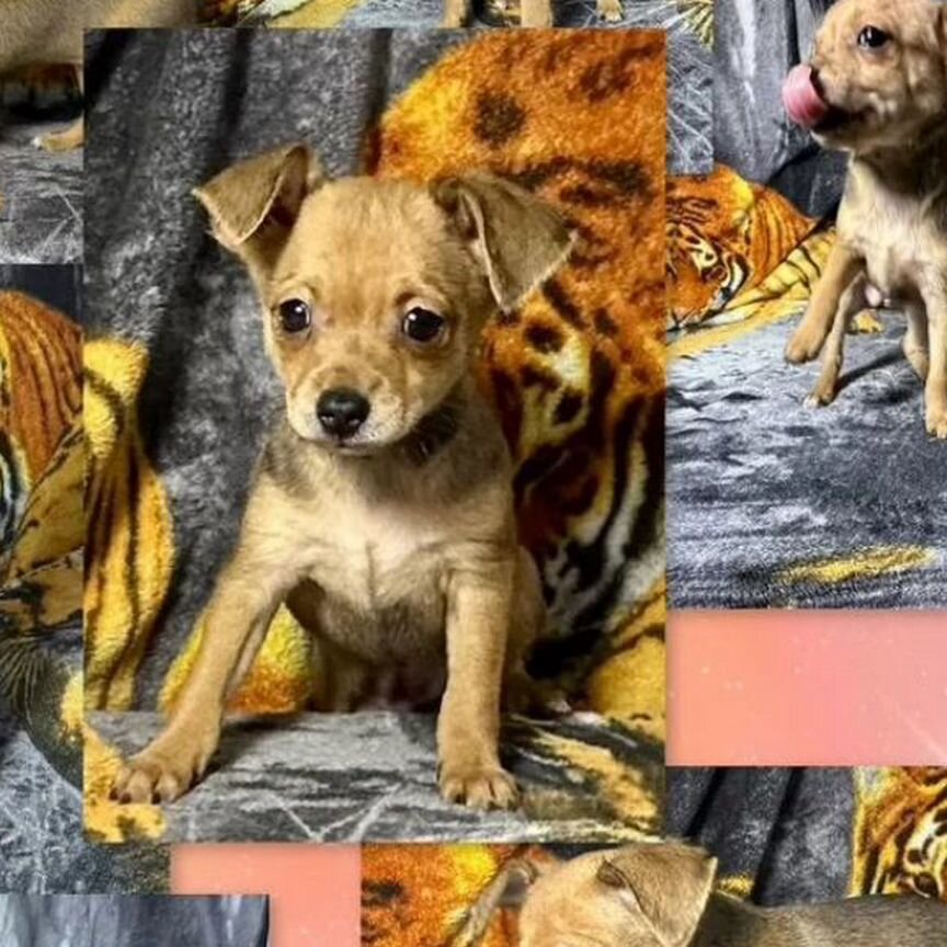 Русский той-терьер, щенок