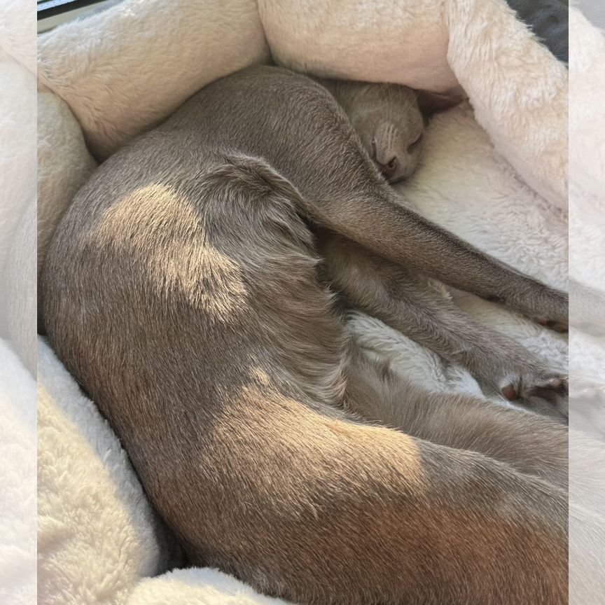 Ориентальная, взрослая кошка