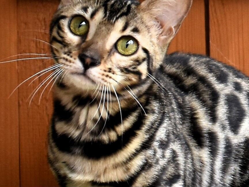 Бенгальская кошка