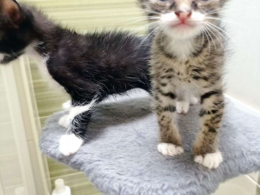 Котята в добрые руки бесплатно котики и кошечки.1