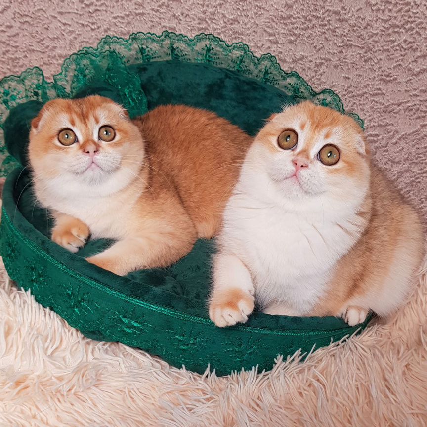 Шотландские котята