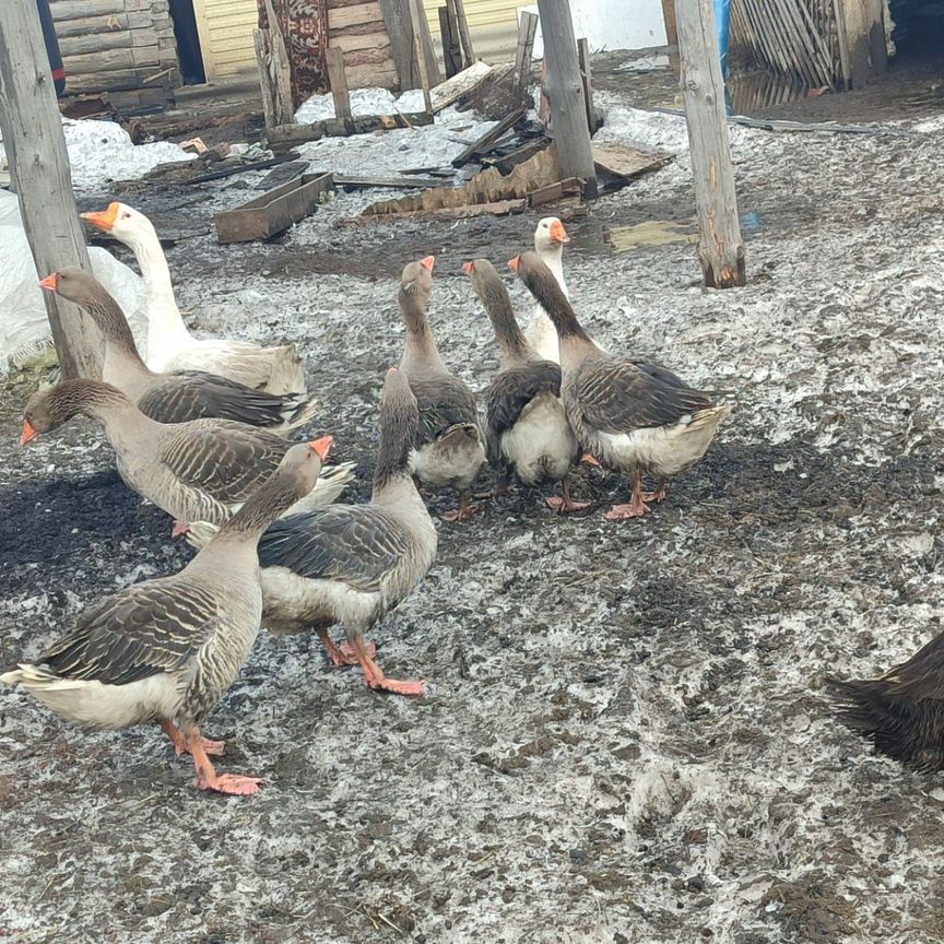 Гуси