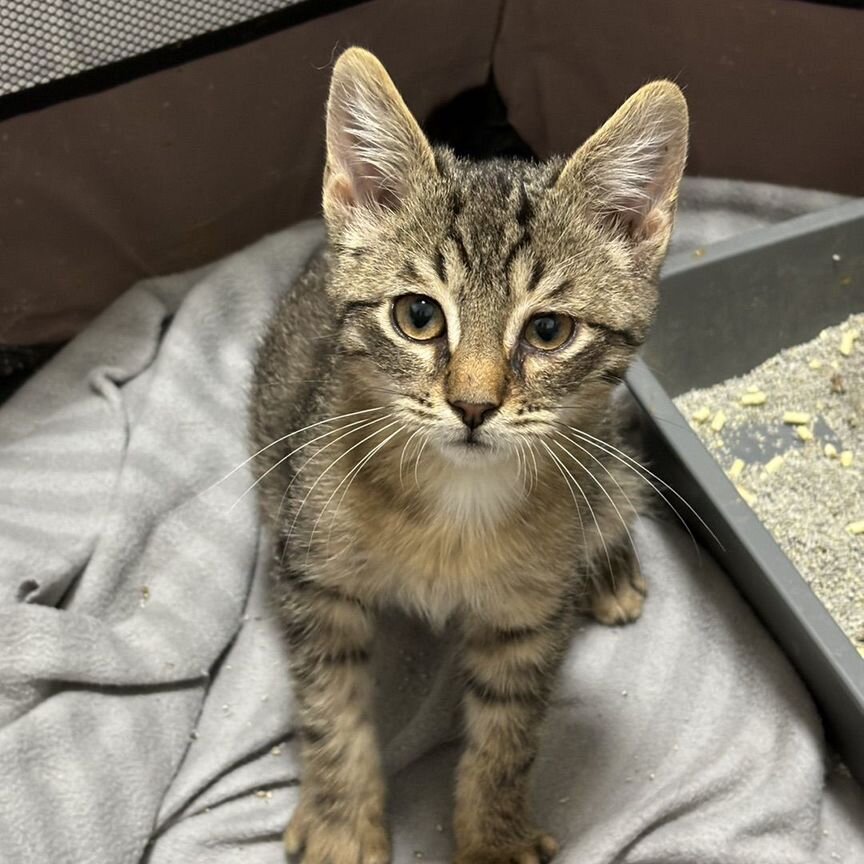 Котенок в добрые руки