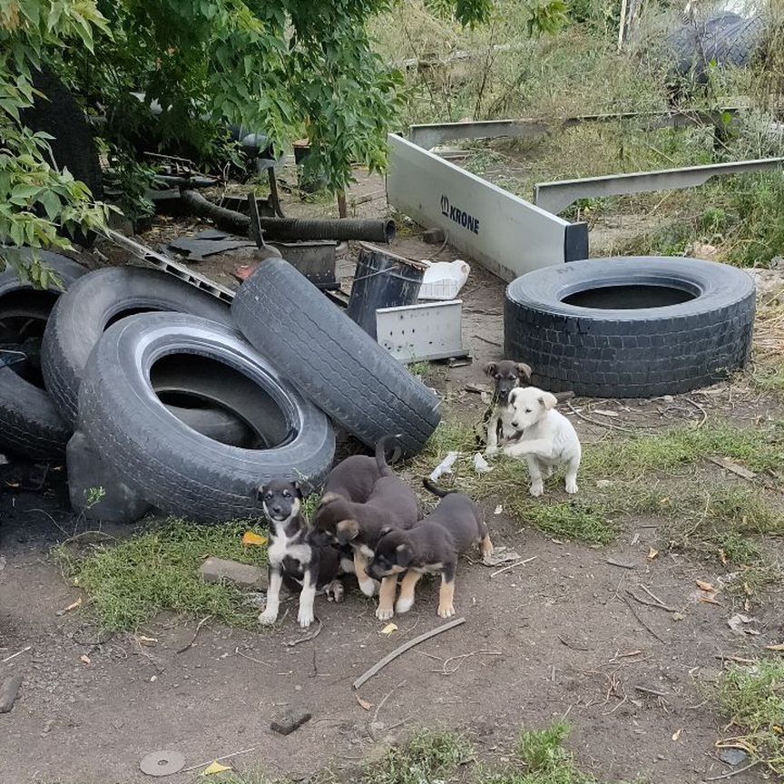 Щенки дворовой сторожевой заберите бесплатно