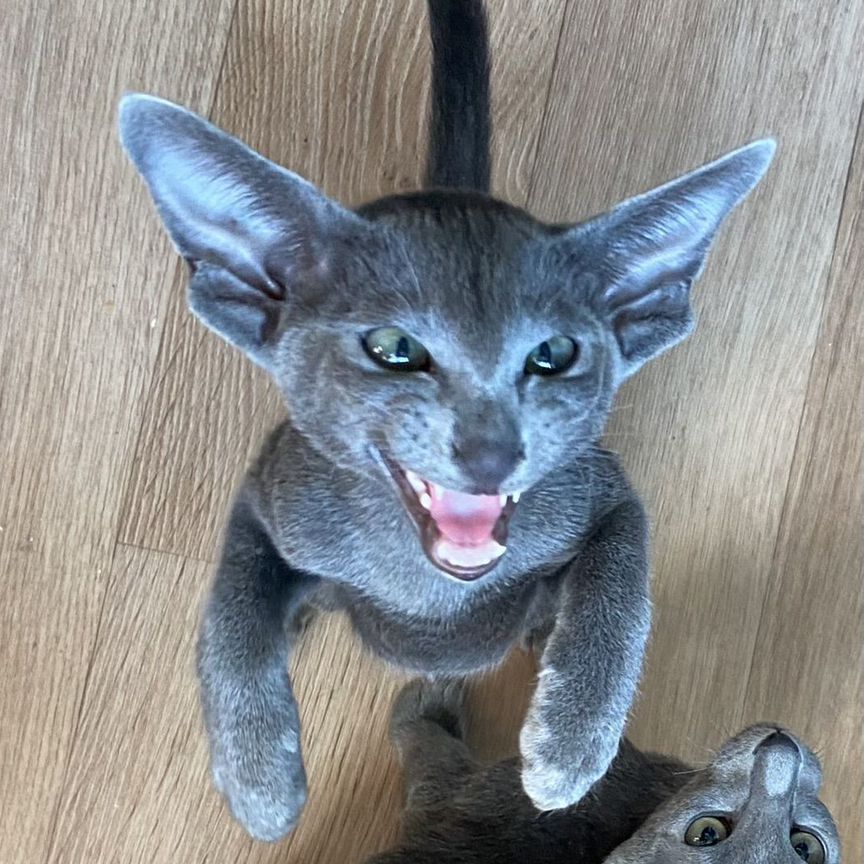 Ориентальный котёнок