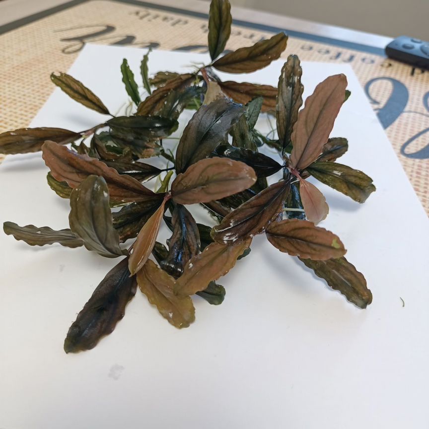 Буцефаландры