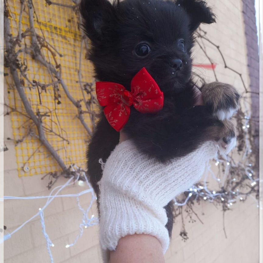 Чихуахуа, щенок