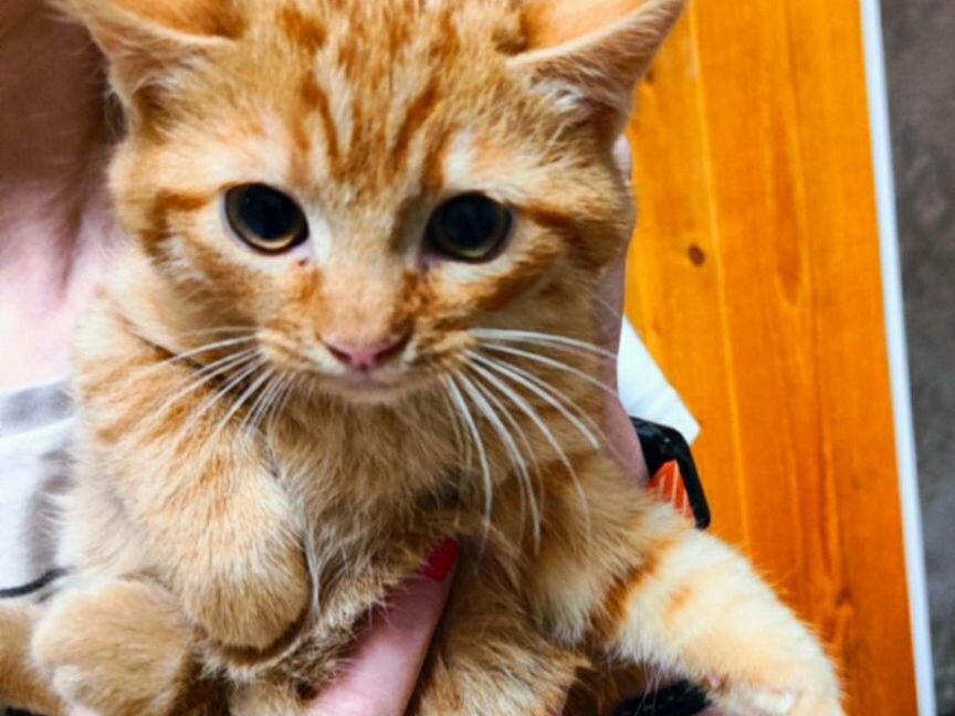 Рыжий котенок