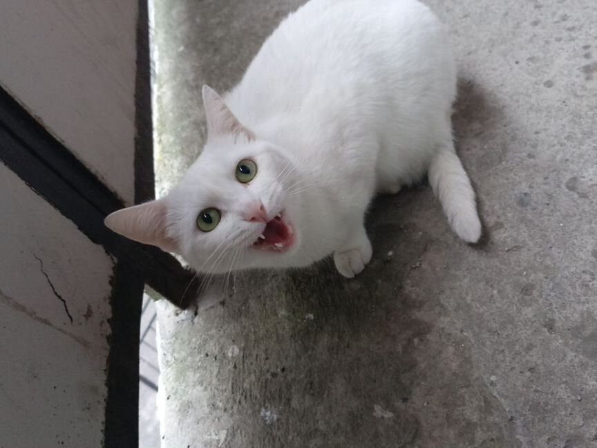 Потеряшка ищет новую семью