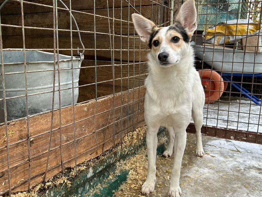 Солнечная Мальта. Щенок из приюта Некрасовка.В дар