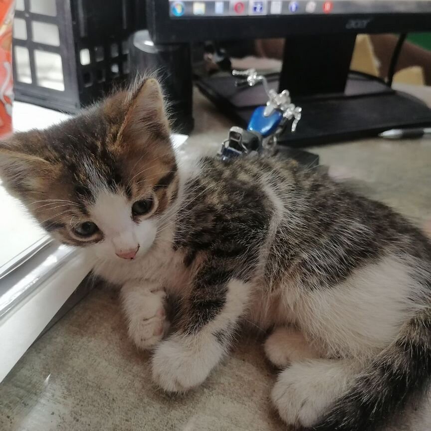 Котёнок