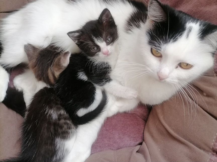 Котята от полубританки