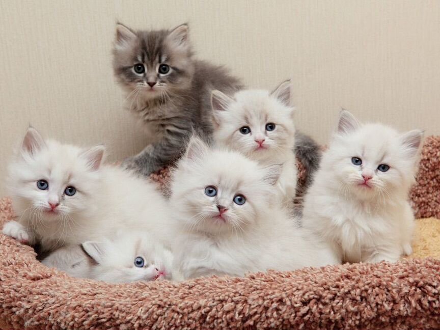 Котята ловчие в добрые руки