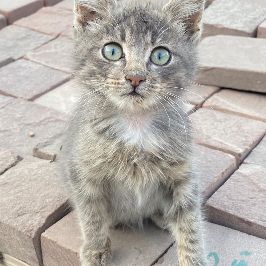 Котёнок Генрих